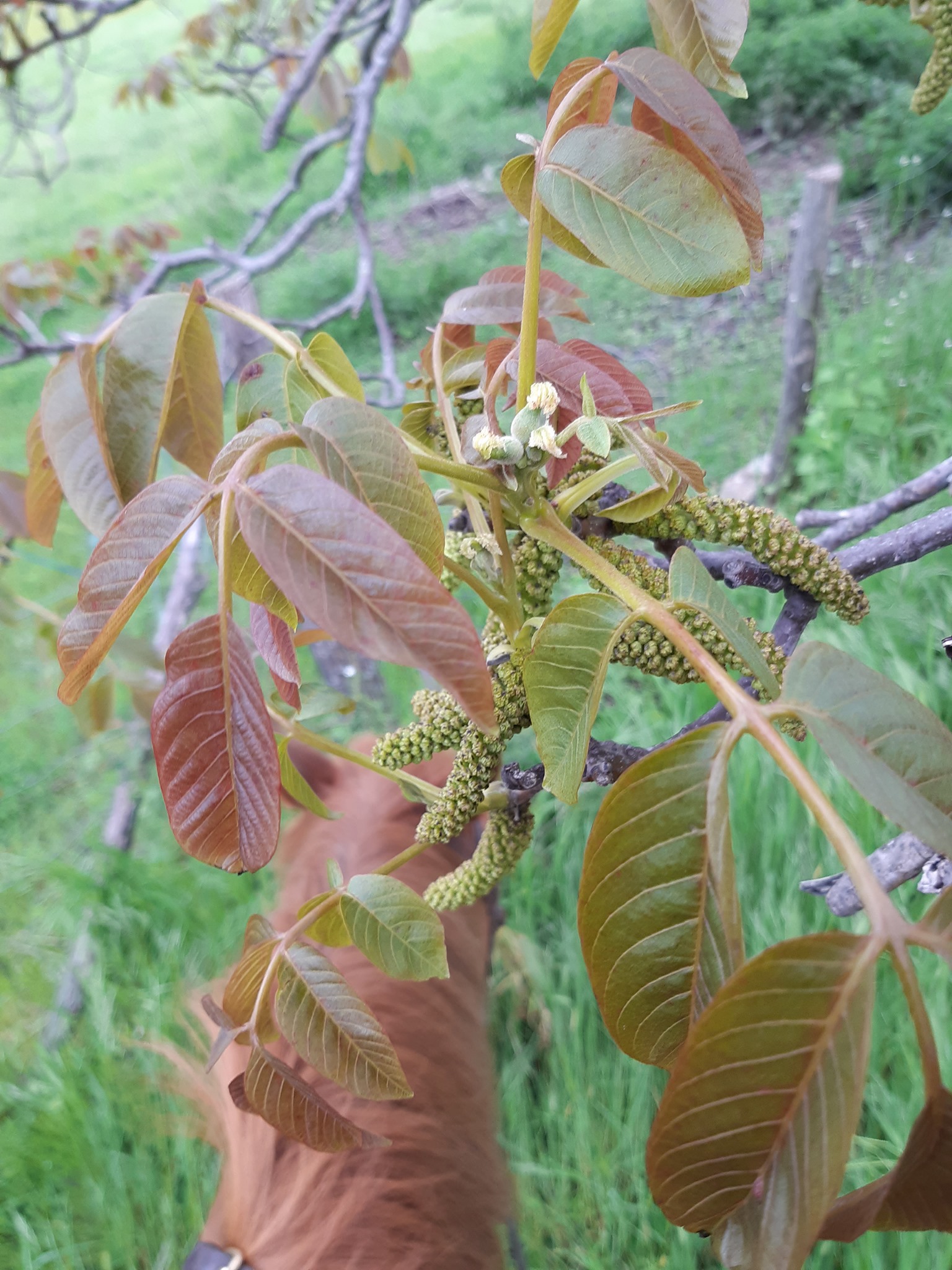 Fleur de Bach Noyer – Walnut – Camille Jaubert Shiatsu